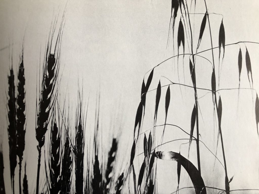 How to Separate the Wheat from the Tares ~ The Bible Speaks to You